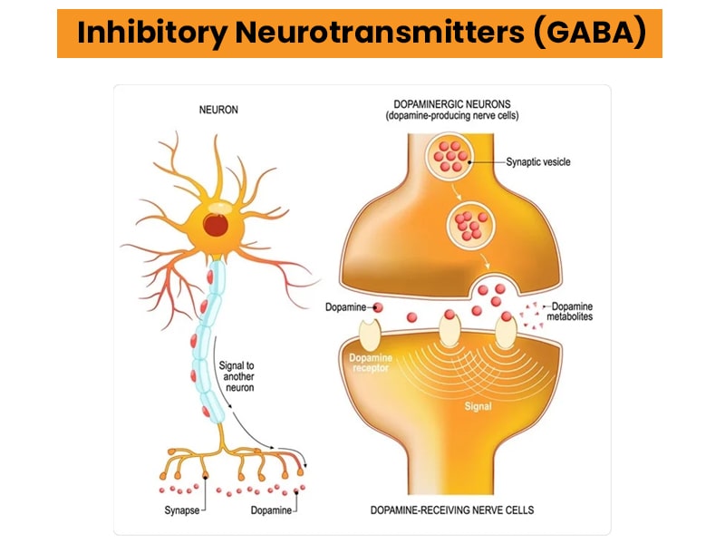 Temporal Vs Spatial Summation: Overview & Differences
