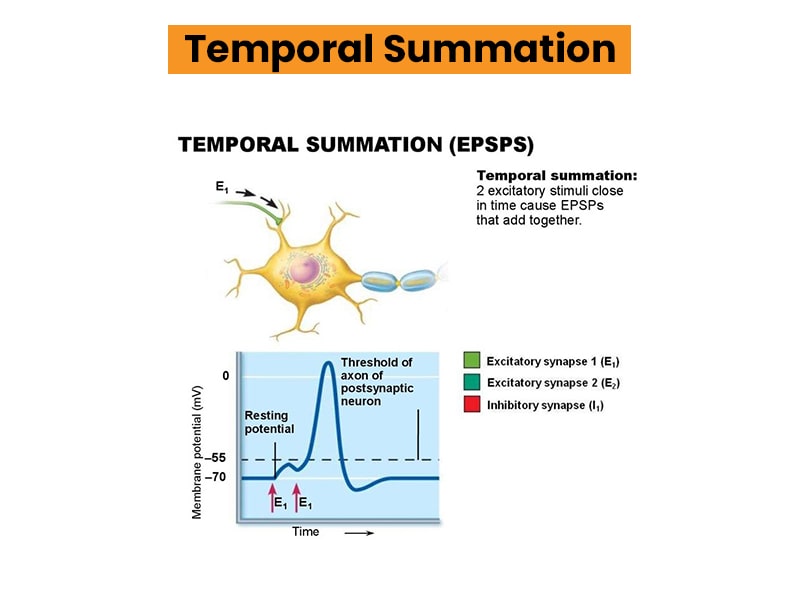Temporal Vs Spatial Summation: Overview & Differences